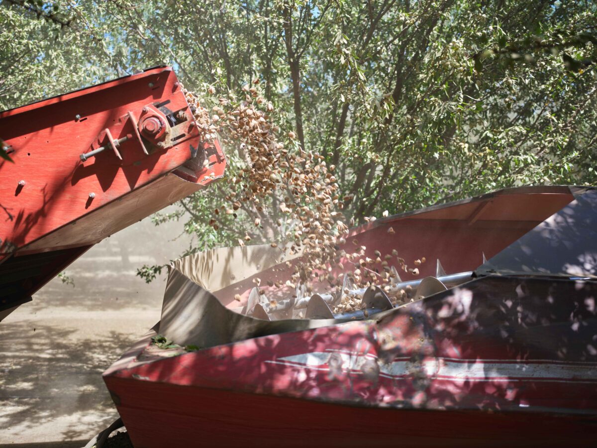 Sustainable Almond Harvesting and Processing Practices