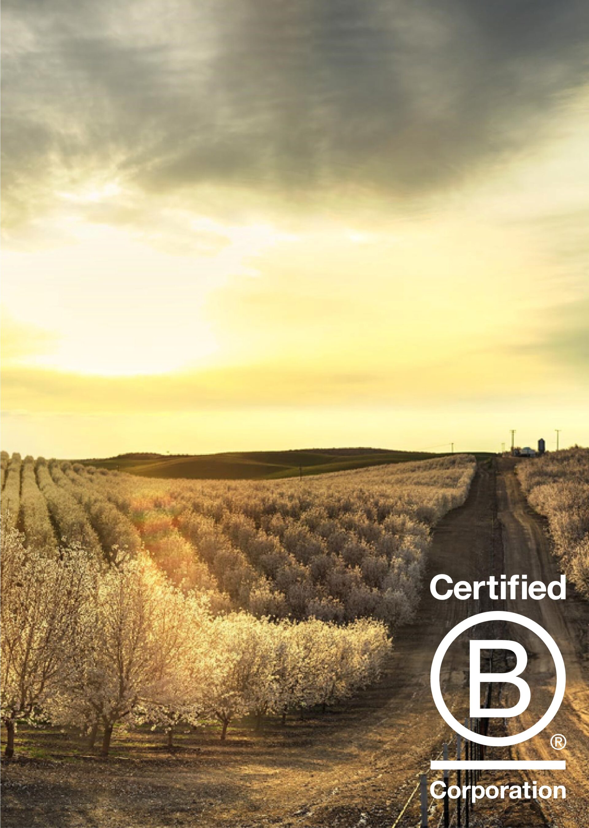 Sustainable Almond Harvesting and Processing Practices